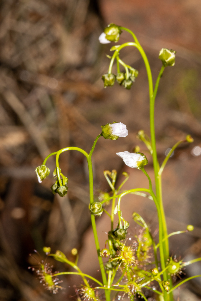 Tall sundew from Mount Remarkable (DC), South Australia, Australia on ...