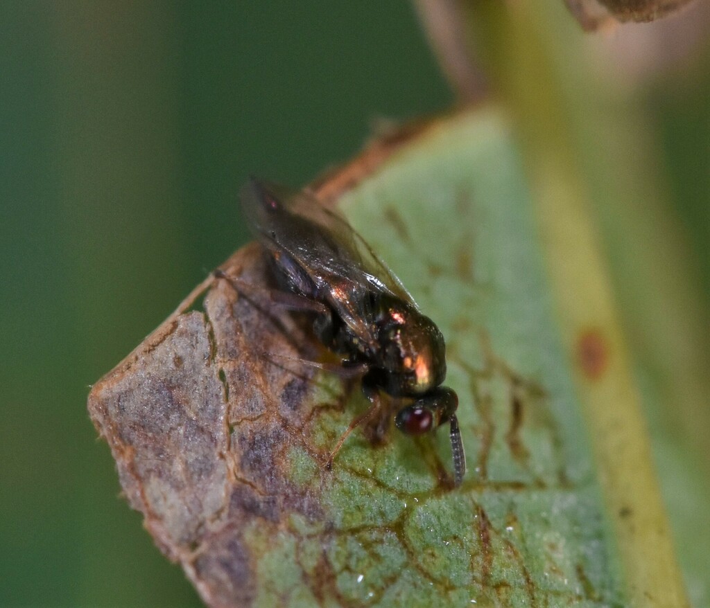 Ormyrus from Parry Sound District, ON, Canada on August 27, 2022 at 07: ...