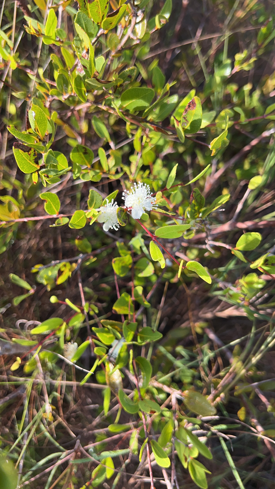 Mosiera longipes (O.Berg) Small