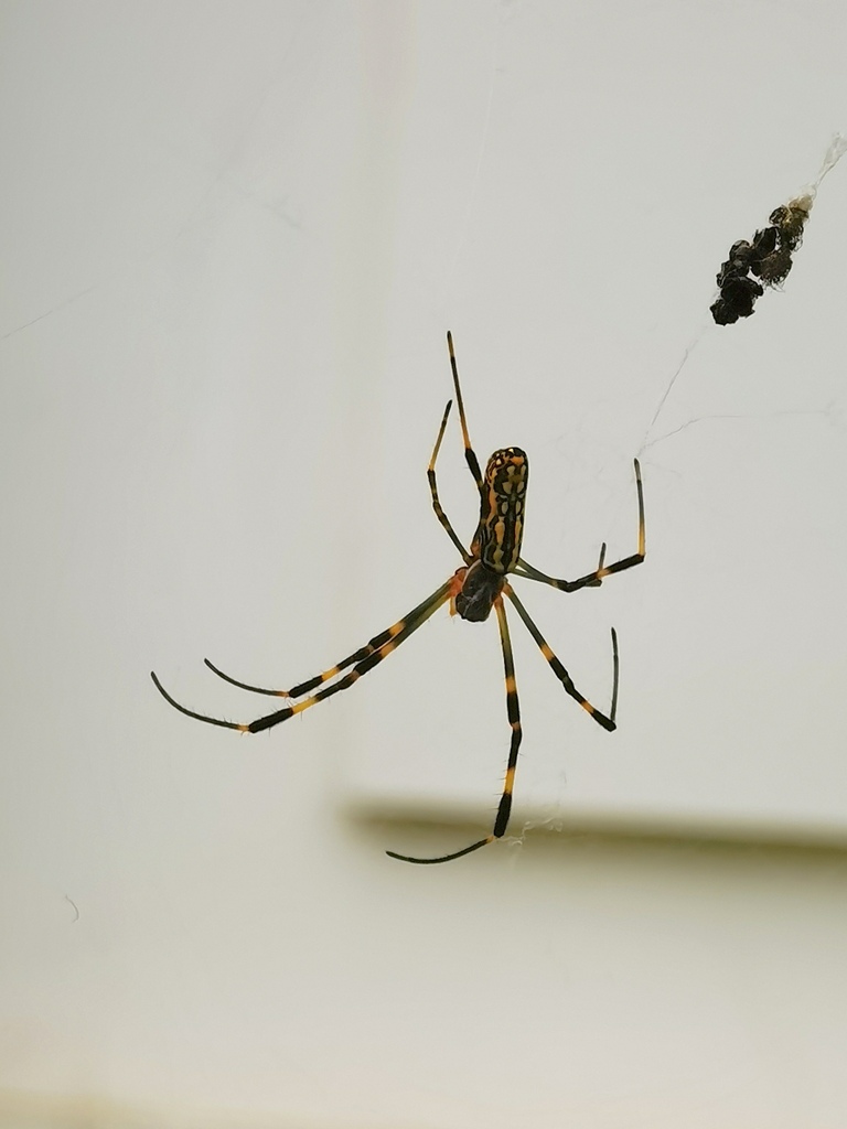 Joro Spider from 中国北京市海淀区 on September 13, 2022 at 09:37 AM by amicius ...