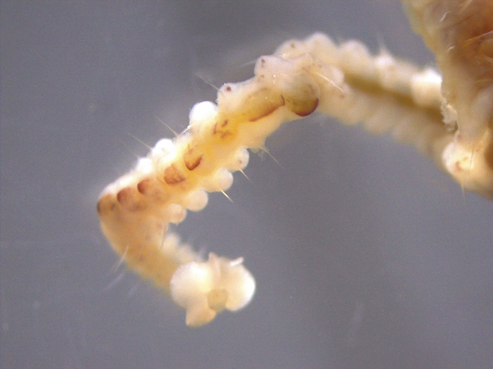 Pseudopolydora pulchra (Carazzi, 1893)