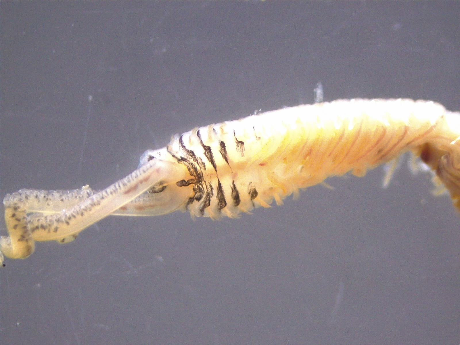 Pseudopolydora pulchra (Carazzi, 1893)