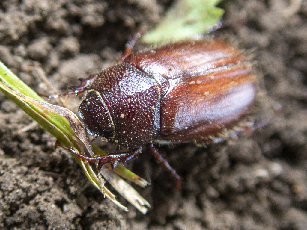 Asiatic Garden Beetle from Shepard Settlement, Onondaga County, NY, USA ...