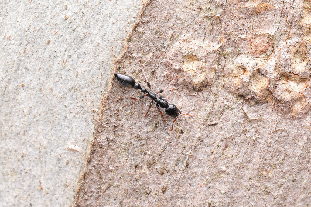 Savanna Black Tree Ant from Third Lagoon, Brisbane QLD, Australia on ...