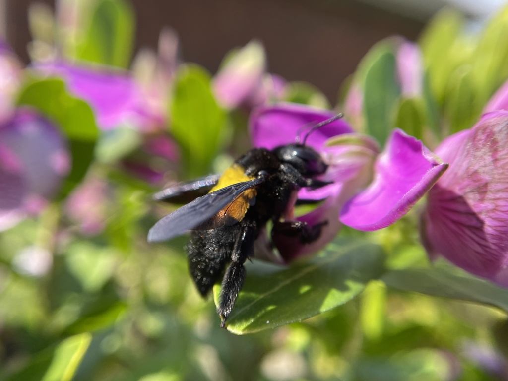 Double-banded Carpenter Bee from Pinelands High School, Cape Town, WC ...
