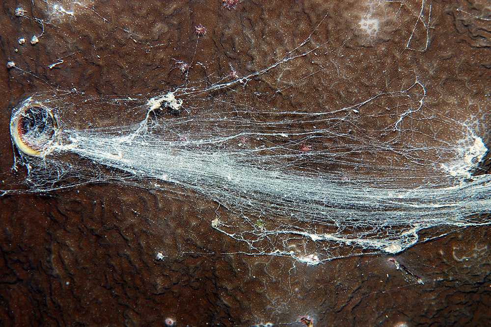 Vermetid Worm Snail from Kwajalein Atoll, RMI on July 6, 2009 by uwkwaj ...