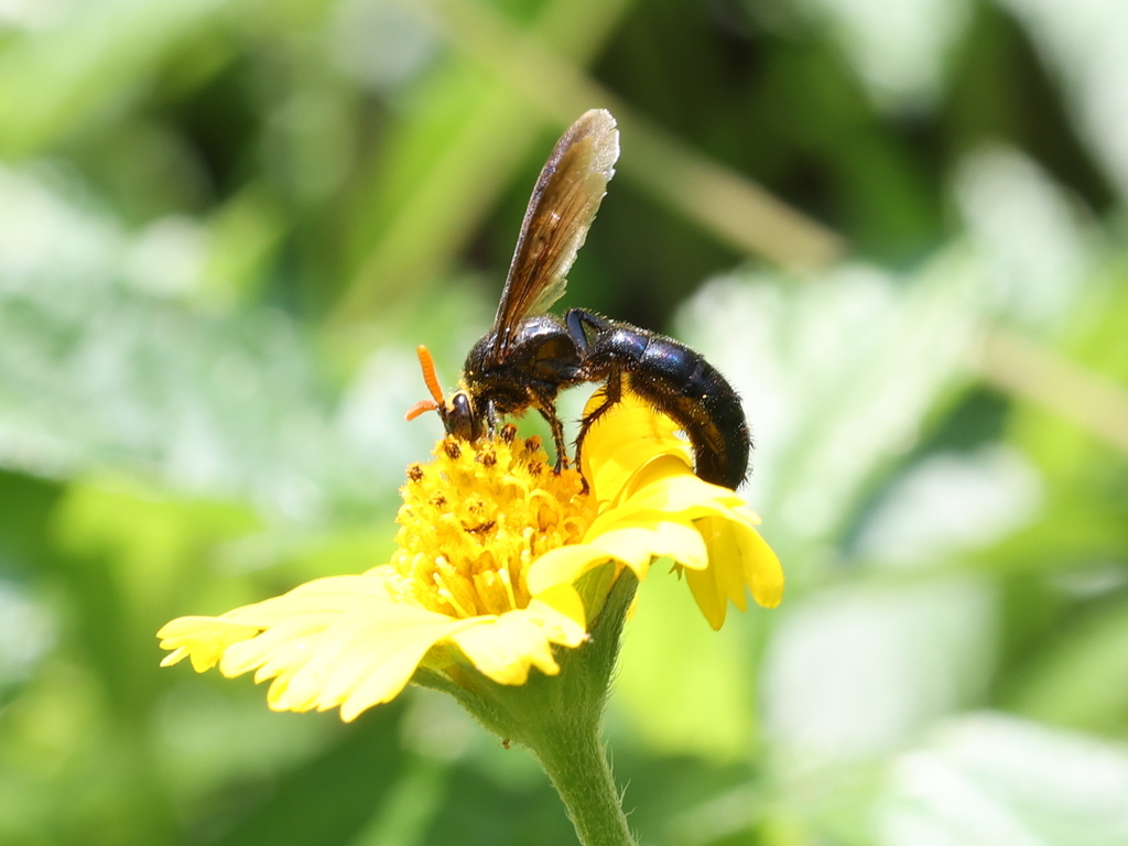 Scolia superciliaris from Yuen Long, Hong Kong on September 03, 2022 at ...