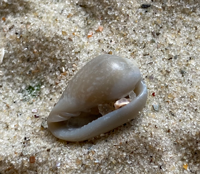 Prunum from Horry County, SC, USA on August 12, 2022 at 08:33 AM by ...