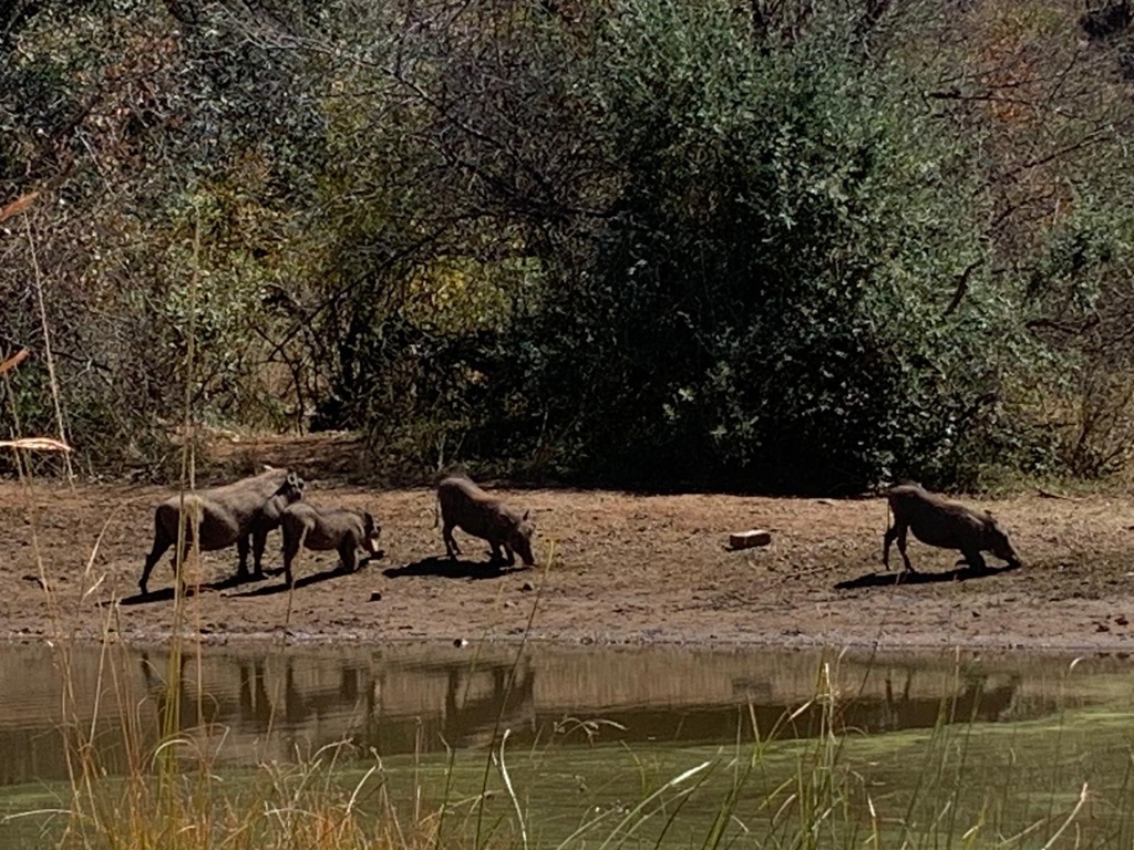 Southern Warthog from 2nd Street, Hermanus, WC, ZA on August 28, 2022 ...
