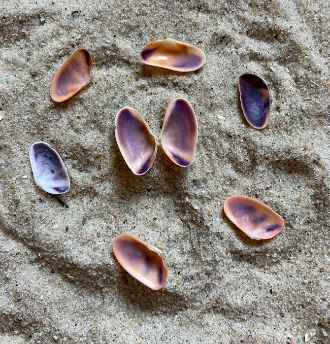 Fossor Coquina from Sea Bright, NJ 07760, USA on August 27, 2022 at 08: ...