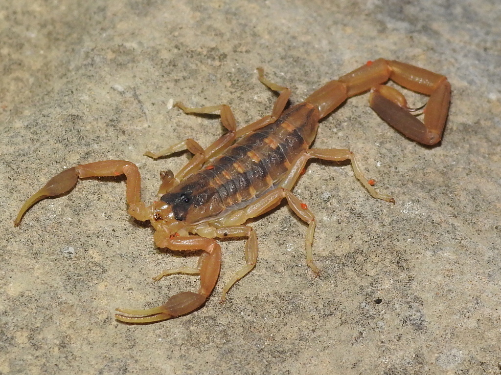 Striped Bark Scorpion from Palo Pinto County, TX, USA on September 13 ...