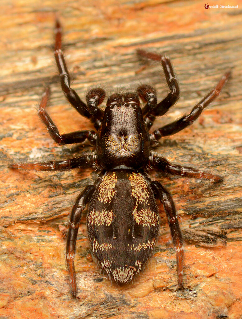 Penestomus from Naude's Neck Pass, South Africa on August 08, 2022 at ...
