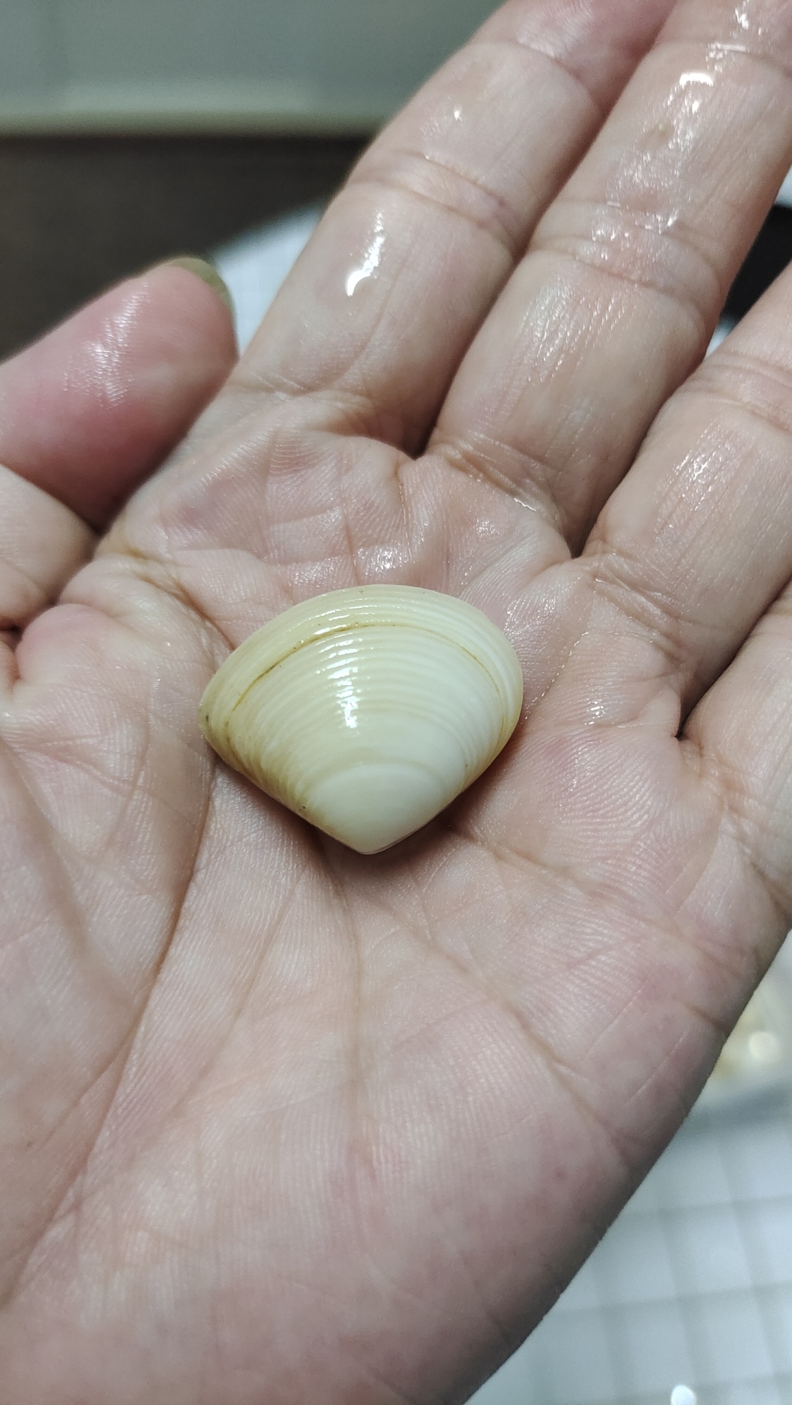 Atactodea striata (Gmelin, 1791)