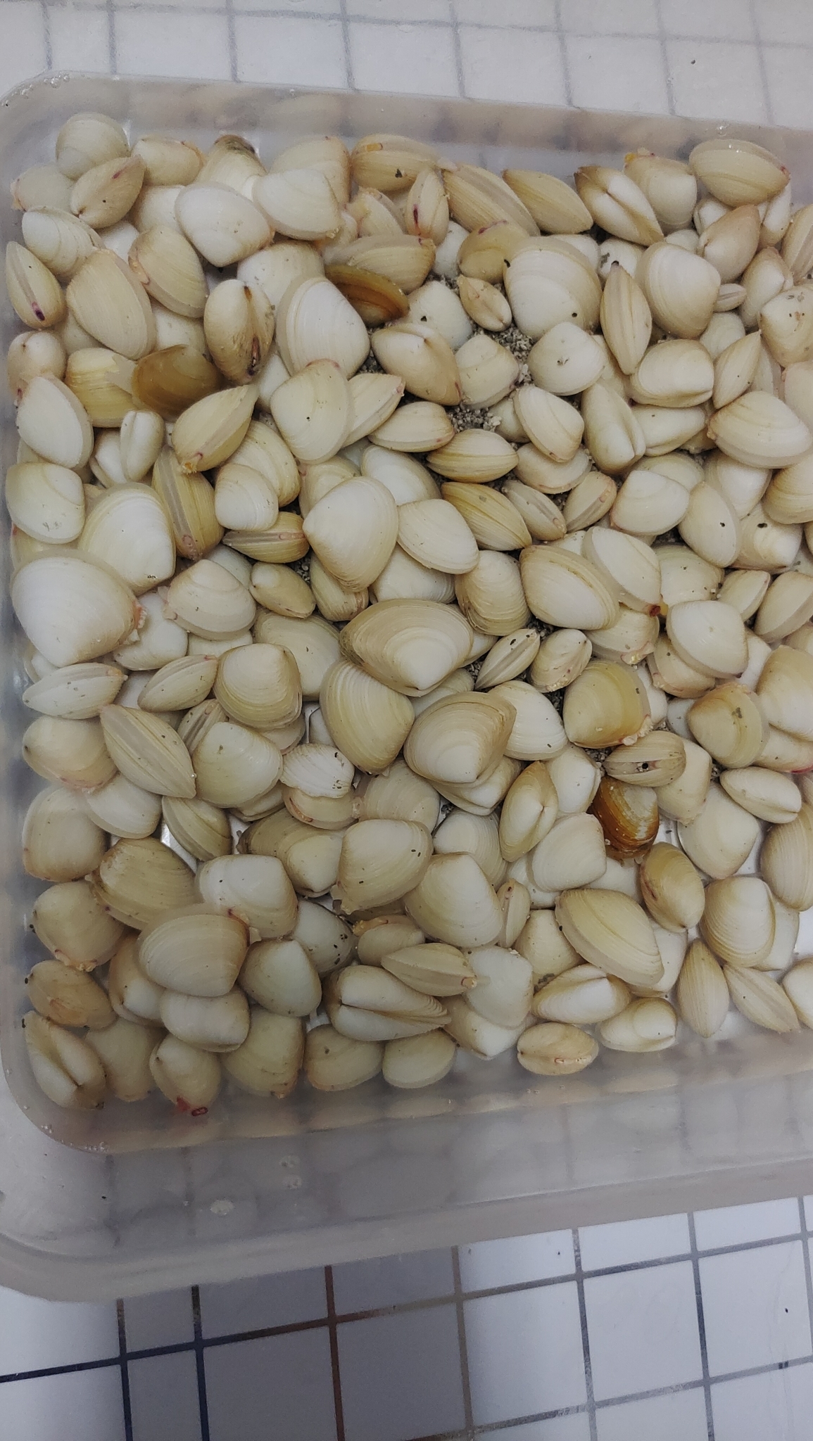 Atactodea striata (Gmelin, 1791)