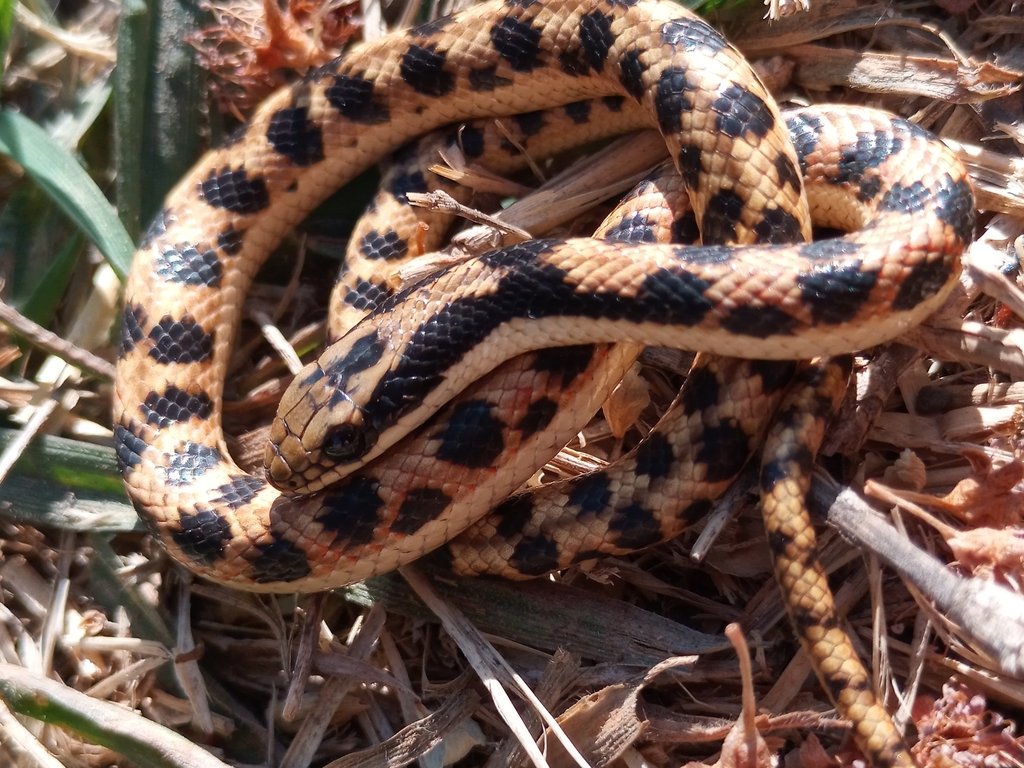 Arrow Ground Snake from Tunuyán, Mendoza, Argentina on September 15 ...