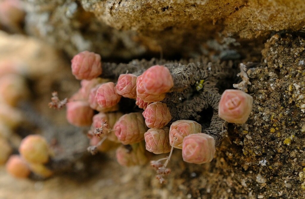 Crassula columella in August 2022 by Nick Helme · iNaturalist