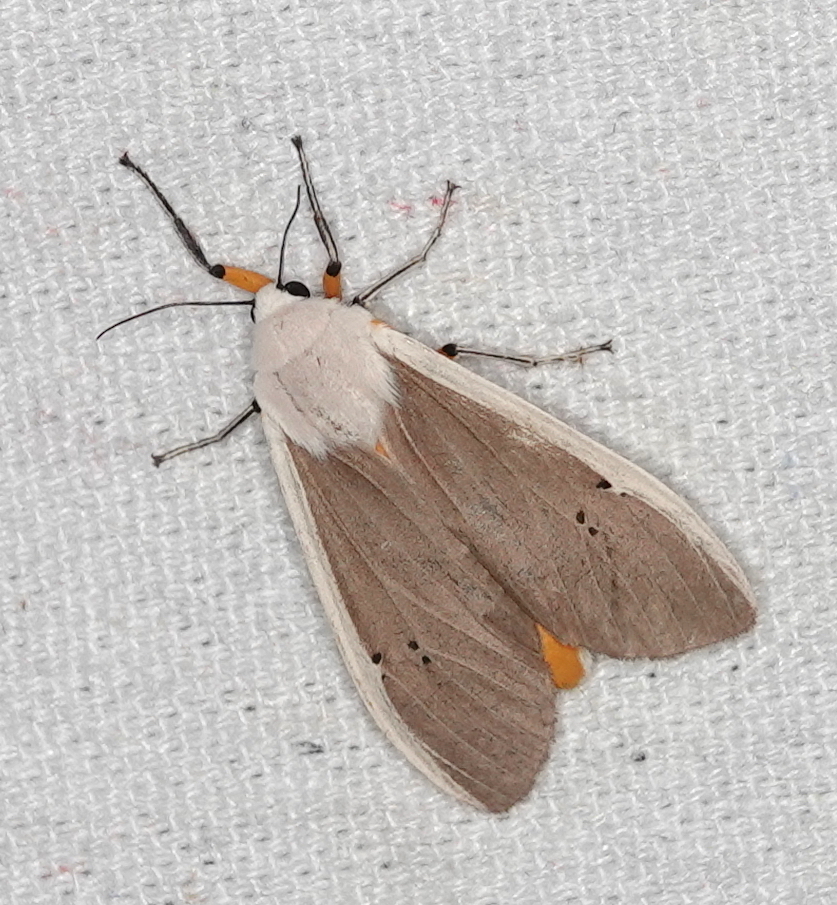 Clouded Tiger Moth from Cianjur Regency, West Java, Indonesia on August ...