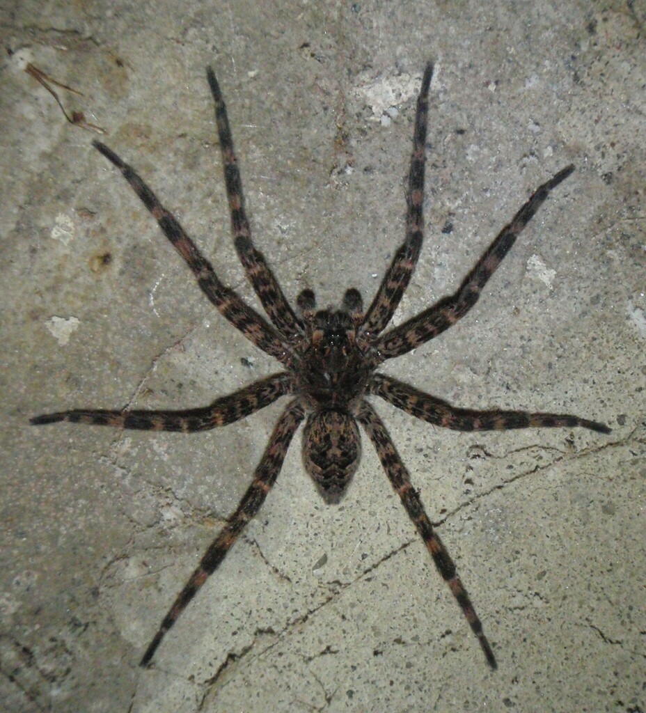 Dark Fishing Spider from Wayne, NJ 07470, USA on September 12, 2022 at ...