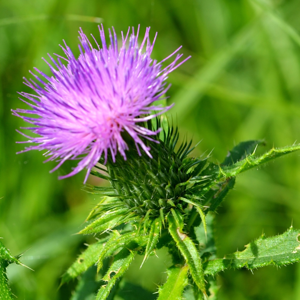 Bull Thistle from 294 73 Horky nad Jizerou, Česko on September 11, 2022 ...