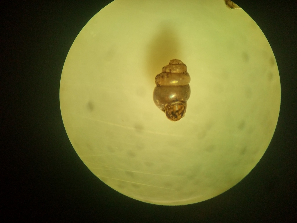 Comb Snaggletooth (Snails of Ontario) · iNaturalist