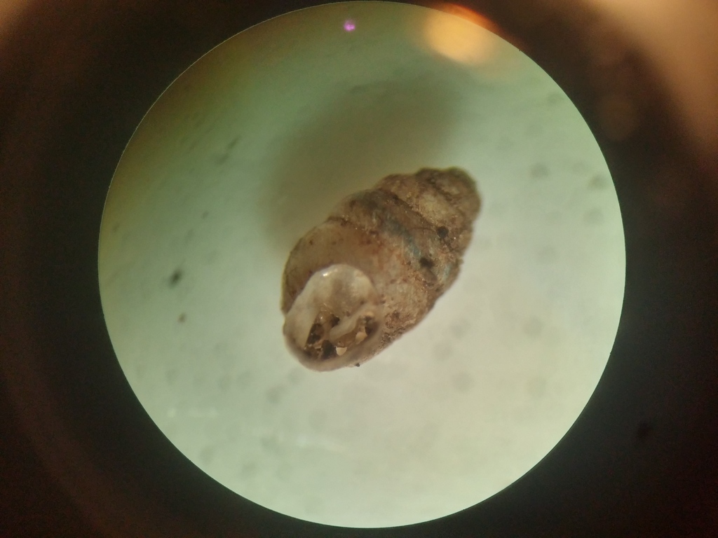 bottleneck snaggletooth (Terrestrial Mollusks of Alabama) · iNaturalist