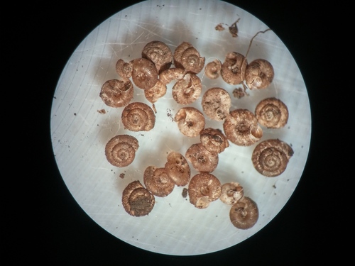 Southwestern Fringed Snail (Thysanophora horni) · iNaturalist