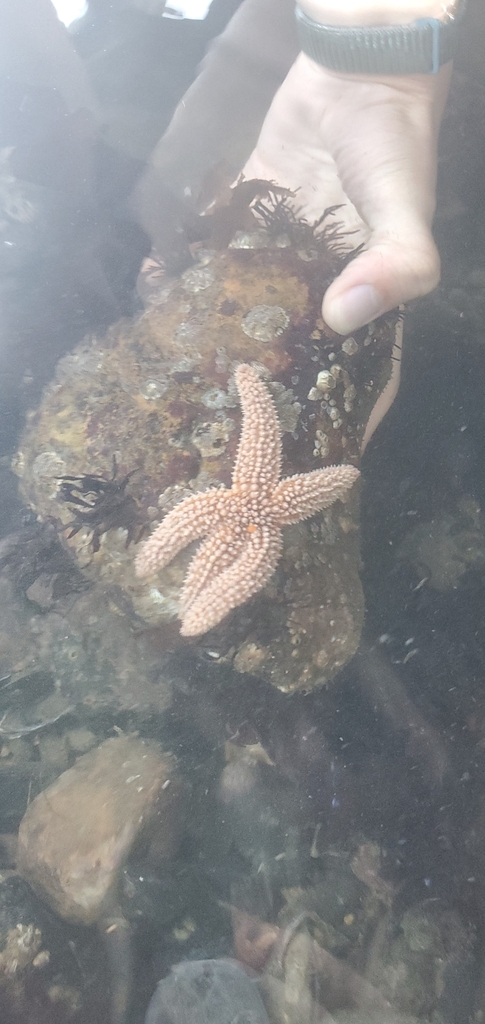 Forbes's Sea Star from Dover, NH, USA on September 15, 2022 at 11:03 AM ...