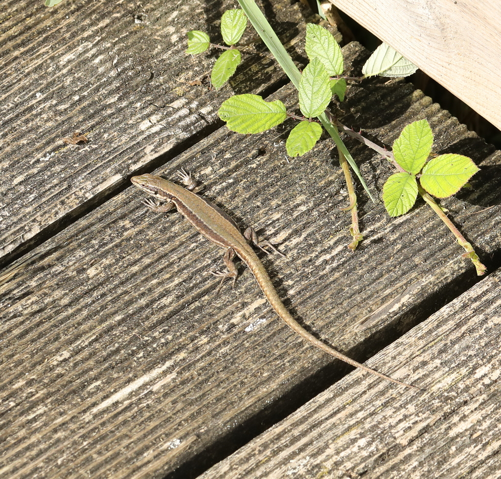 Common Wall Lizard from Oudalle, France on September 15, 2022 at 05:25 ...