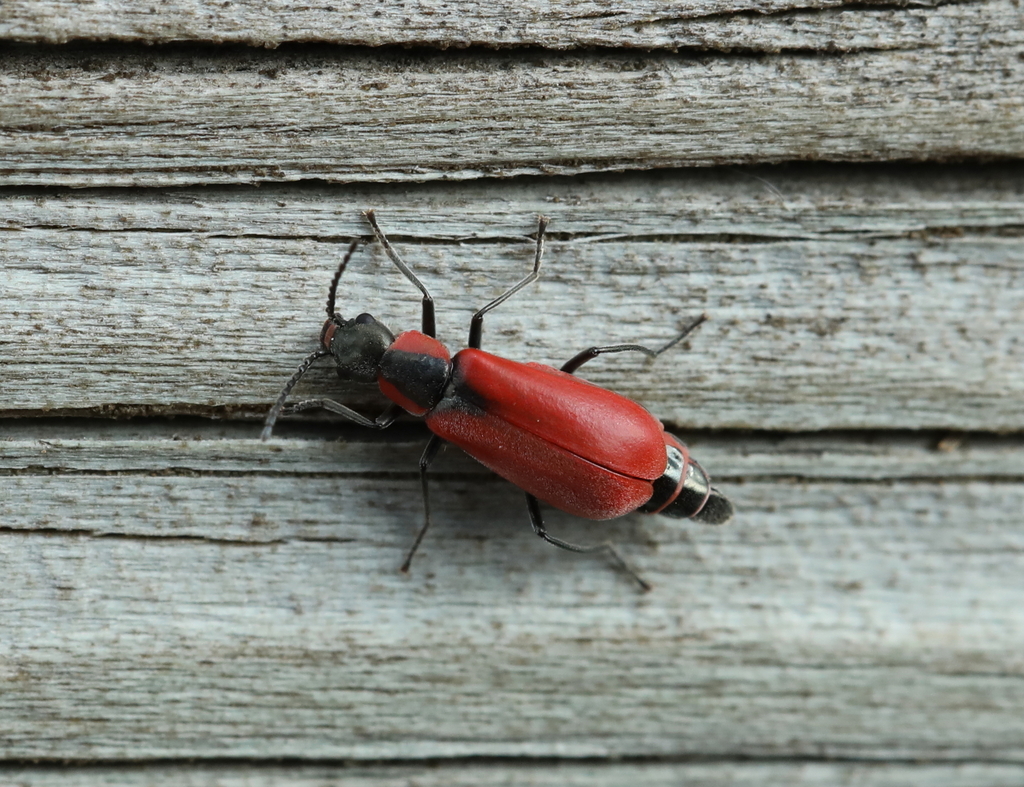 Red Malachite Beetle from Oudalle, France on September 15, 2022 at 05: ...