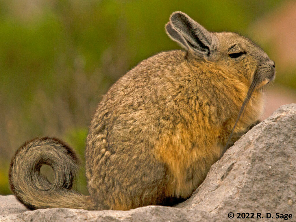 Chinchillas and Viscachas (Chinchillidae) - Know Your Mammals