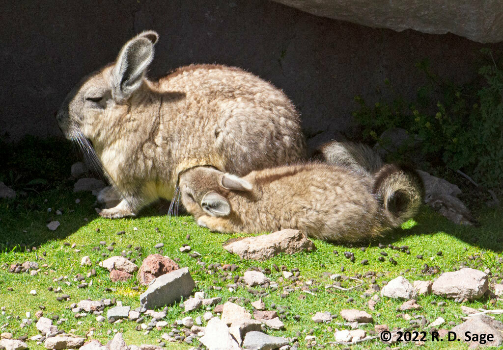 Chinchillas and Viscachas (Chinchillidae) - Know Your Mammals