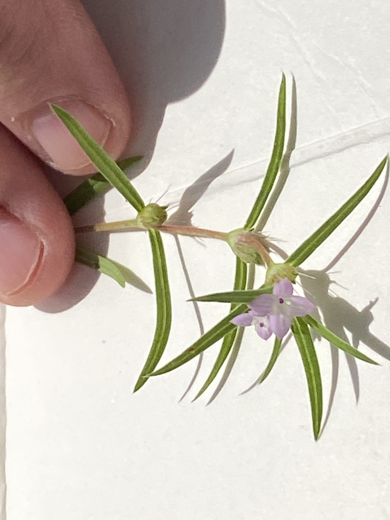 rough buttonweed from Croatan National Forest, Havelock, NC, US on ...