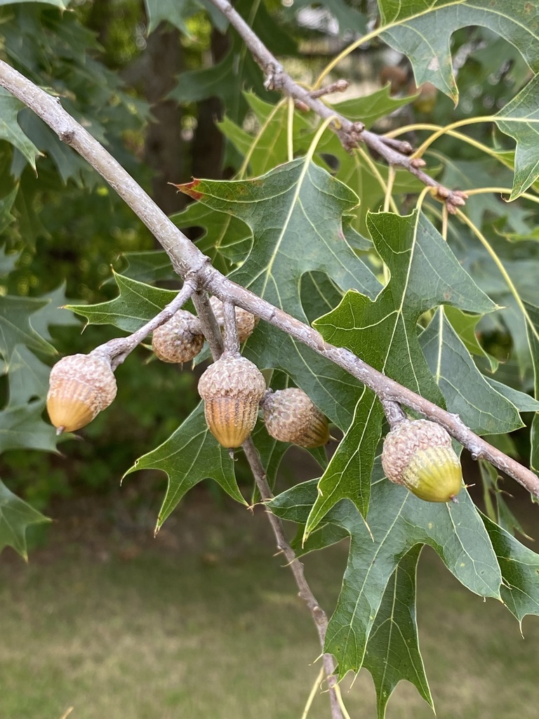 northern pin oak from Willow River, MN, US on September 15, 2022 at 10: ...