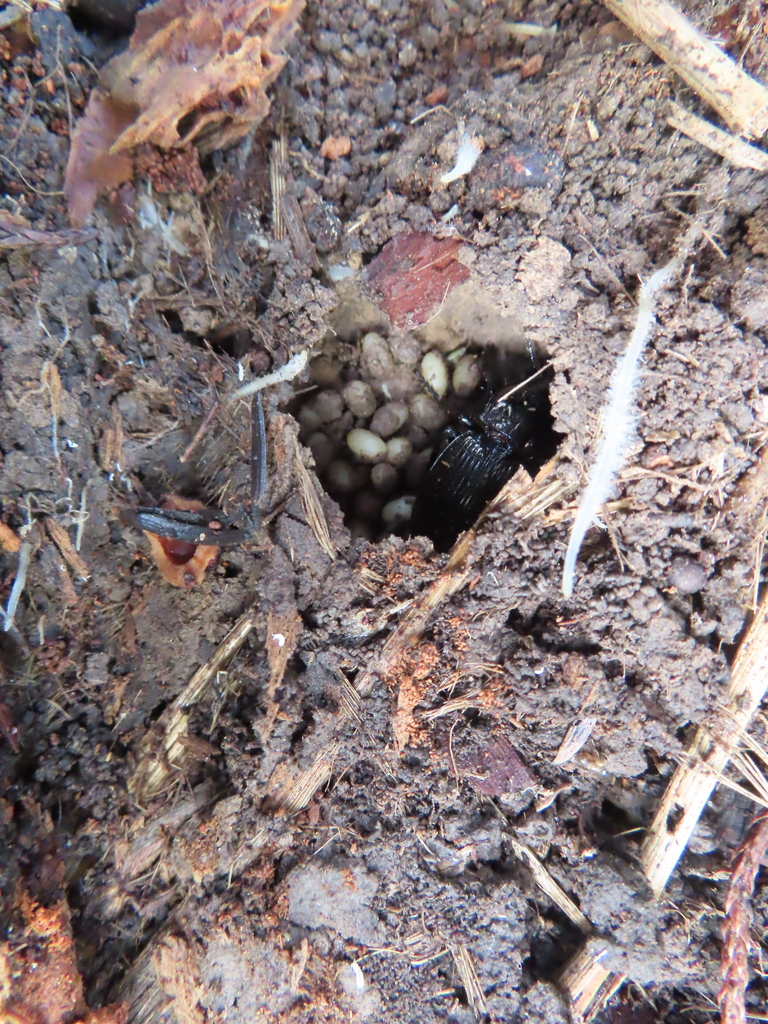 Pterostichini from Mabel Bush, New Zealand on September 15, 2022 at 01: ...