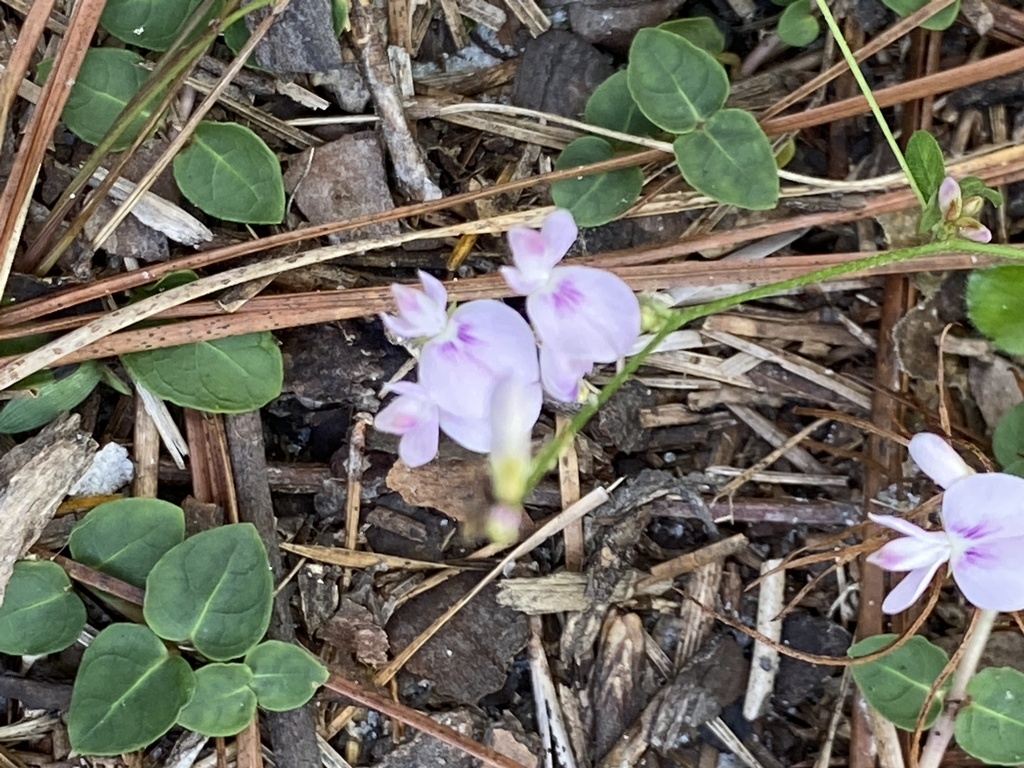 eastern milk-pea from Croatan National Forest, Havelock, NC, US on ...