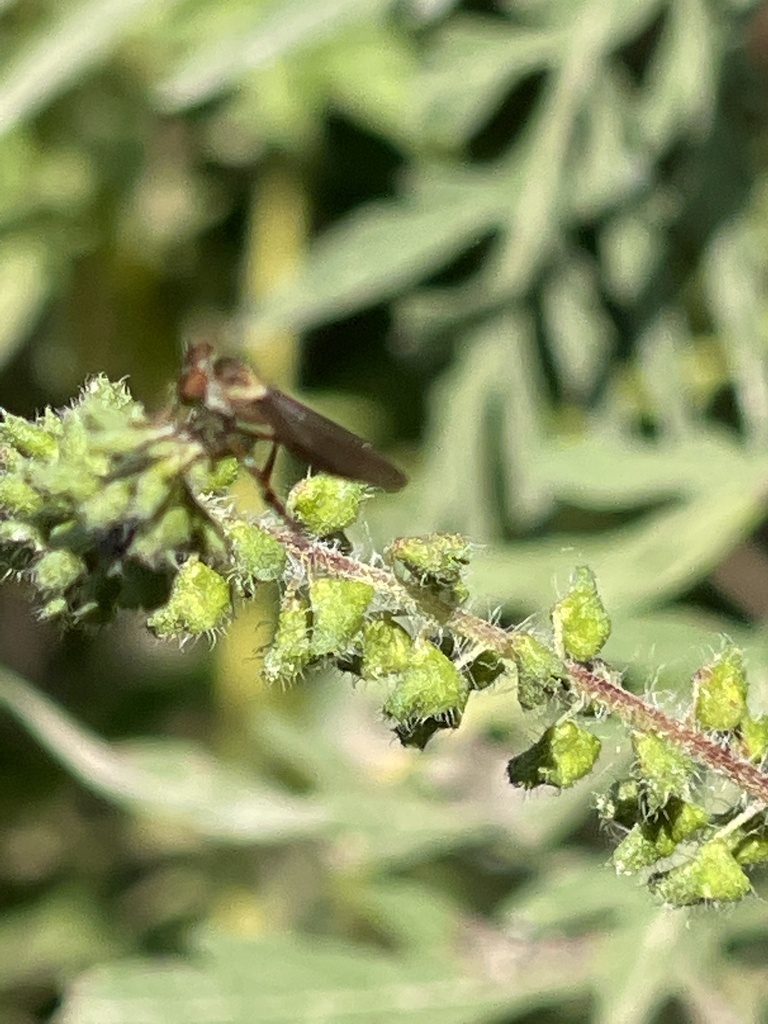 Gnat Ogres from Hueston Woods State Park, Oxford, OH, US on September ...