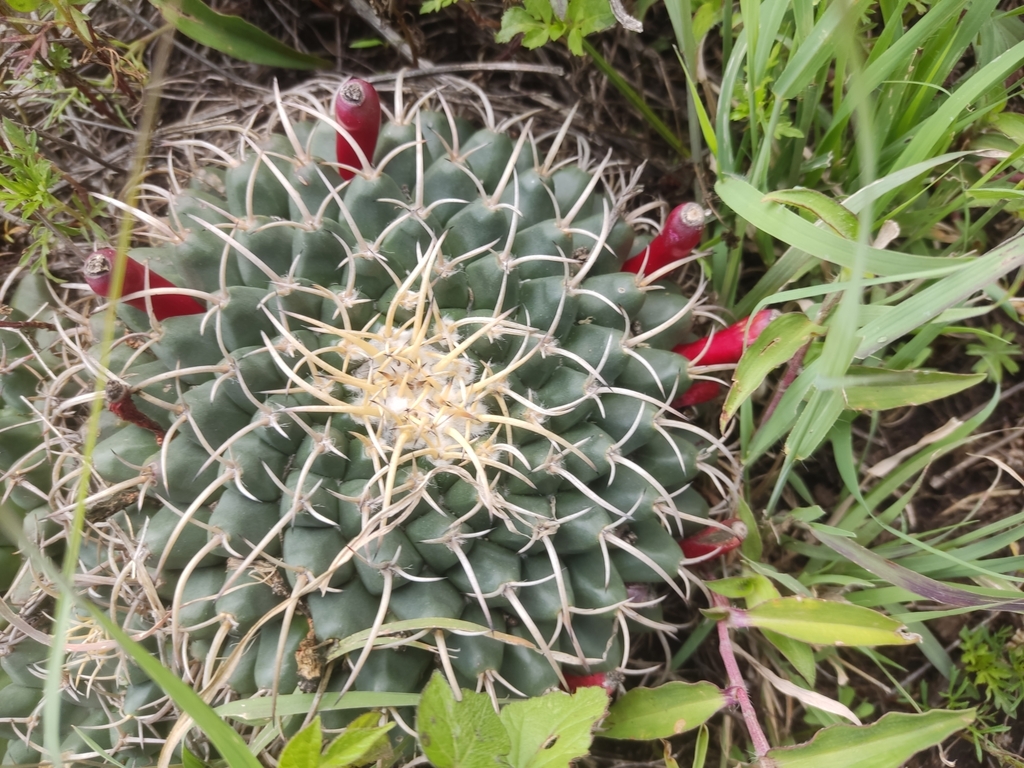 Mexican pincushion cactus from 55425 Ecatepec de Morelos, Méx., México ...