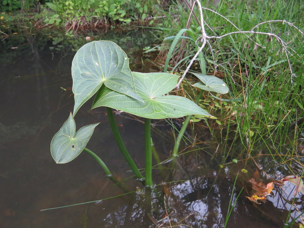 Aztec arrowhead from Sierra del Mahoma, San José, Uruguay on October 13 ...