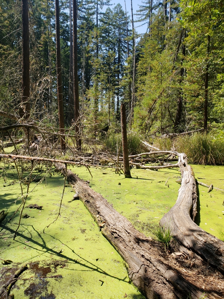 Common Duckweed from Marin Municipal Water District Watershed, Marin ...