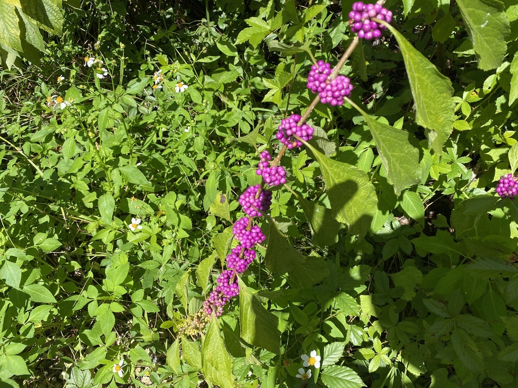 American beautyberry from Florida State Parks, Homosassa, FL, US on ...