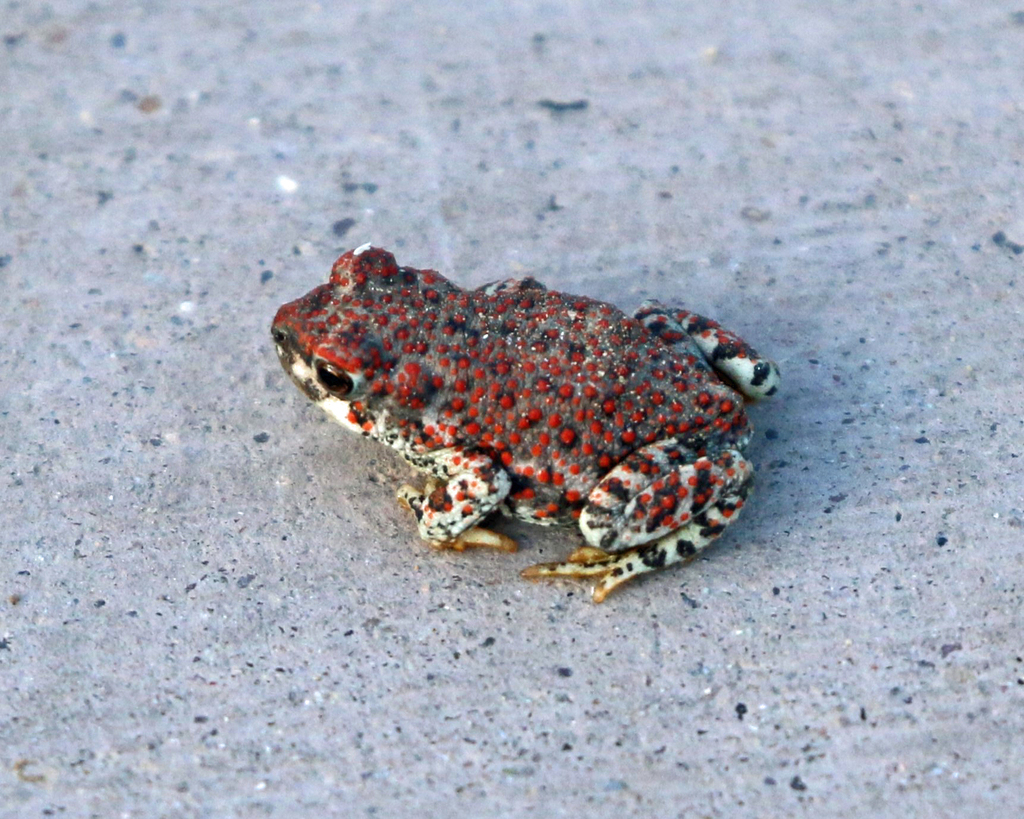 Red-spotted Toad from Pima County, AZ, USA on September 14, 2022 at 08: ...