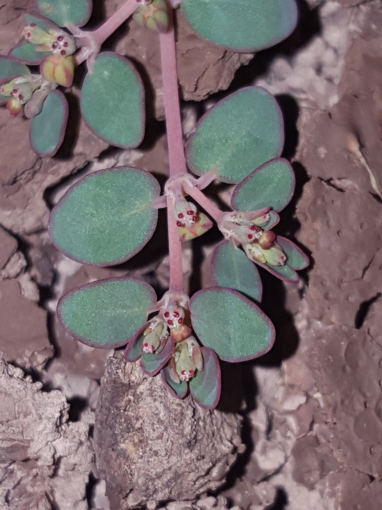 Sonoran Sandmat from Las Cruces, NM, USA on August 12, 2018 at 08:00 PM ...