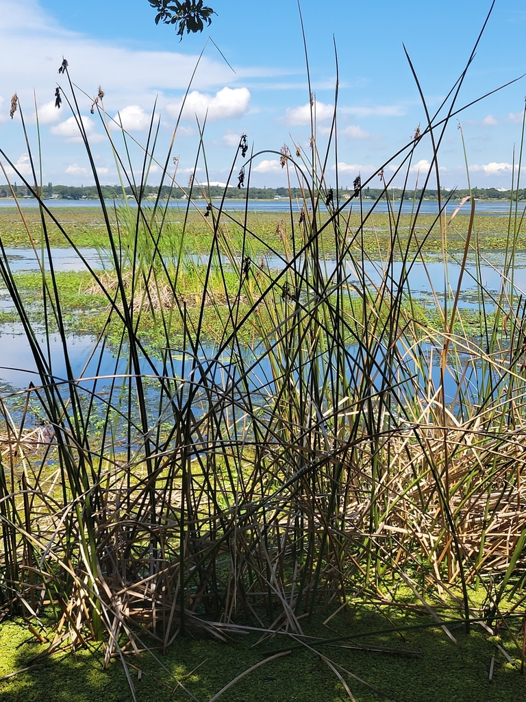 Schoenoplectus Bulrushes from St. Petersburg, FL 33712, USA on ...