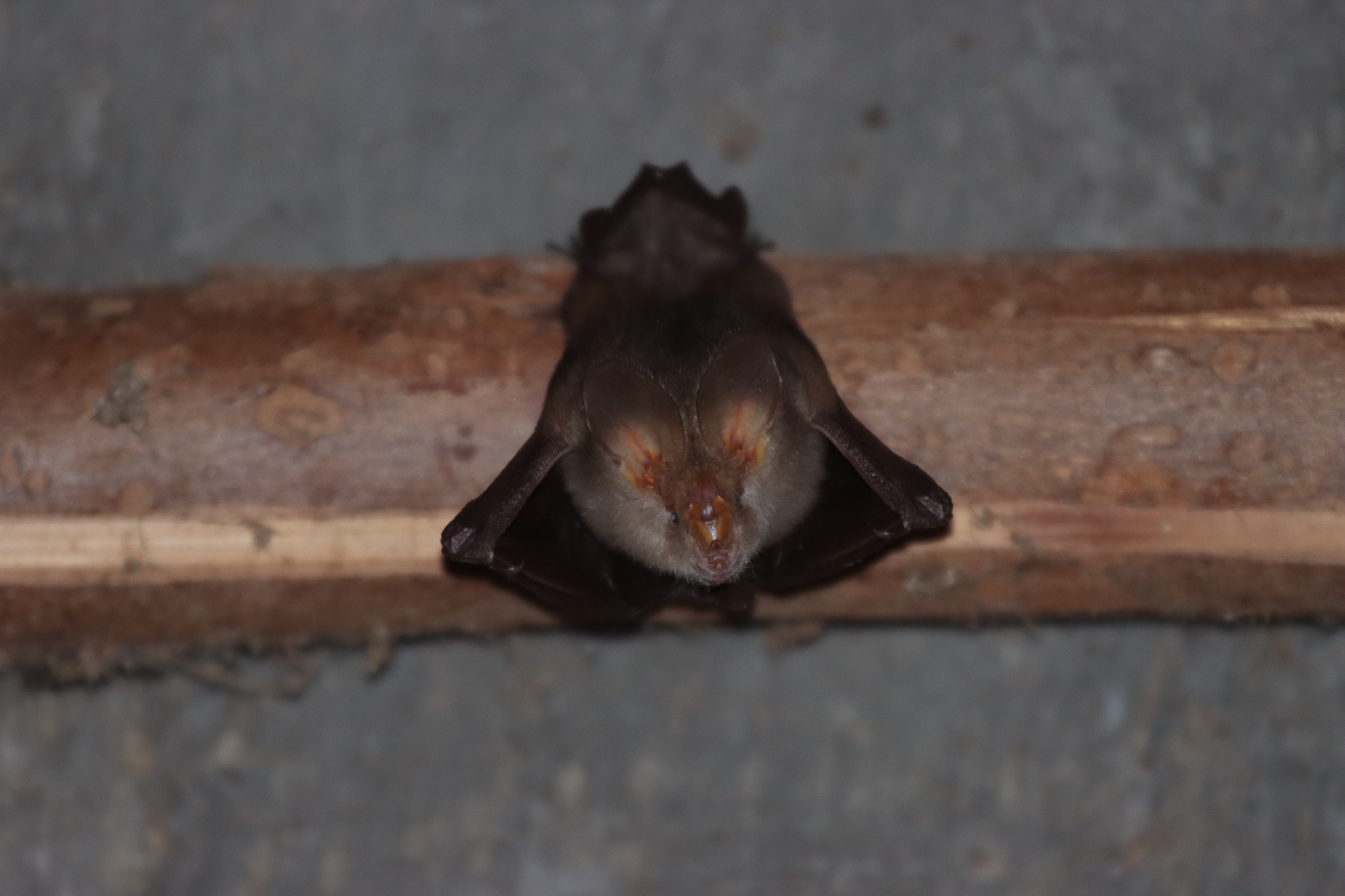 Nycteris hispida (Schreber, 1775)