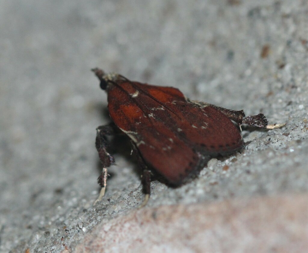 Boxwood Leaftier Moth from South Side, Corpus Christi, TX, USA on ...