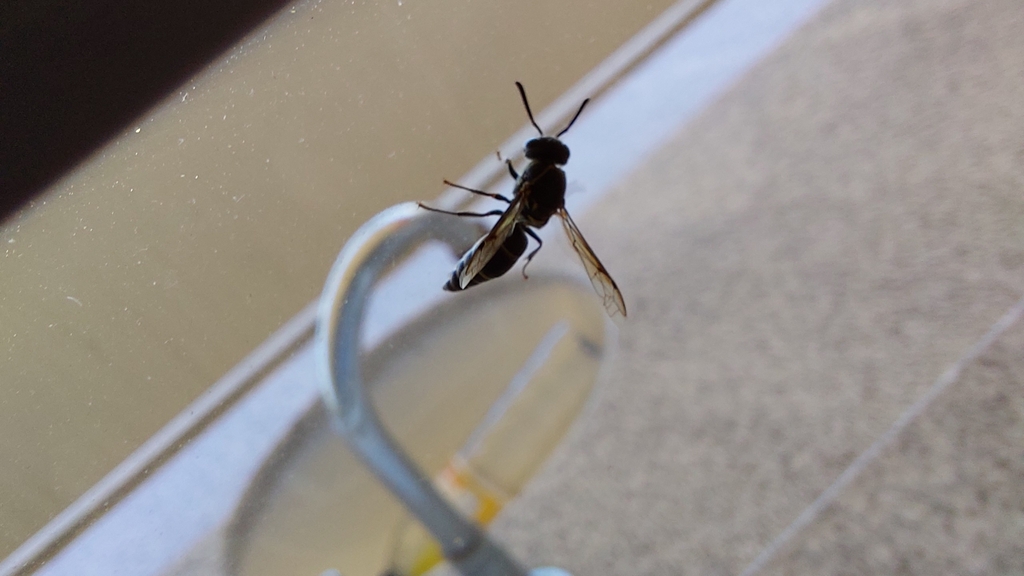 Potter and Mason Wasps from Rua Pro Armando Farias, 89 - Pici ...
