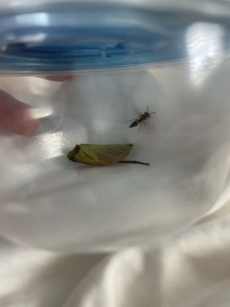 Beewolves from Oxford, MS 38655, USA on September 15, 2022 at 12:23 PM ...