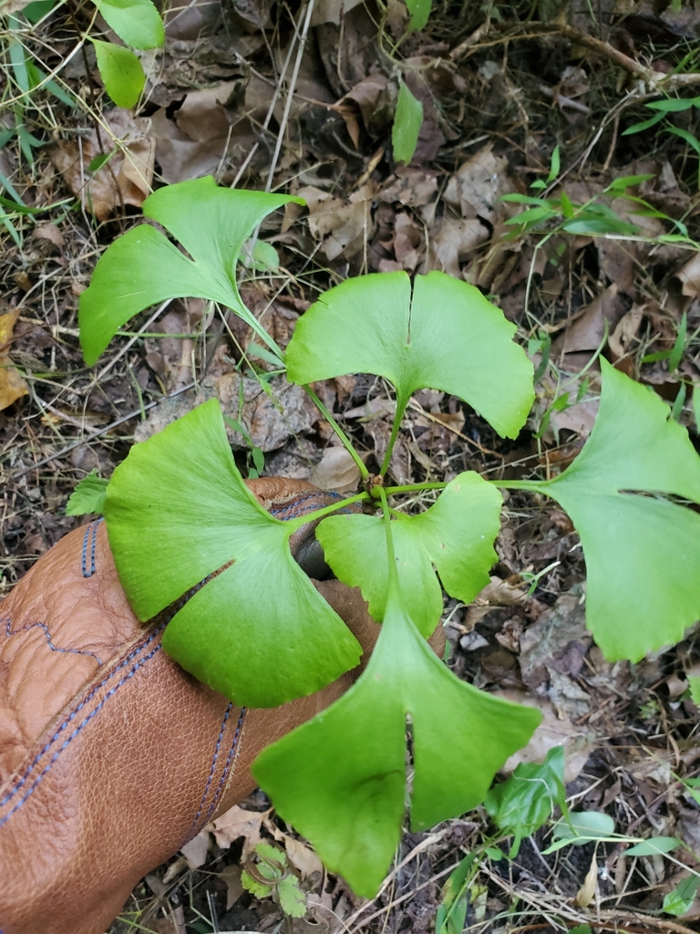 ginkgo from Newark, DE 19711, USA on September 15, 2022 at 09:42 AM by ...
