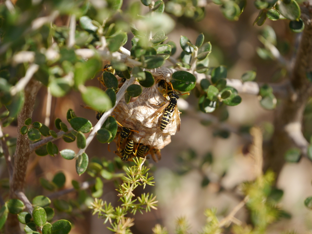 Umbrella Paper Wasps from Son Espanyol, Palma, Islas Baleares, España ...