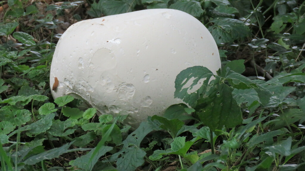 giant puffball from Barrhaven West - Old Barrhaven, Ottawa, ON K2J ...